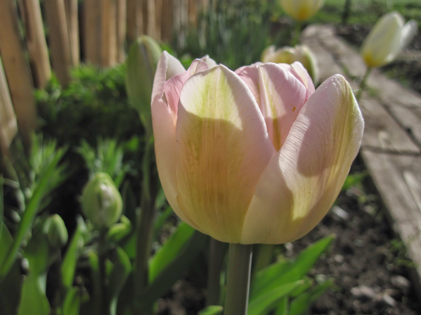 Oele Garten: Tulpe "Angelique"