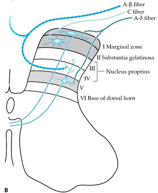 сεɾ.ε.вɾυṃ: Láminas de Rexed.