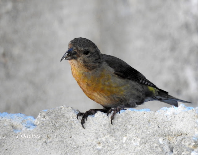 PASARI DIN ROMANIA: FORFECUTA (1), Loxia curvirostra