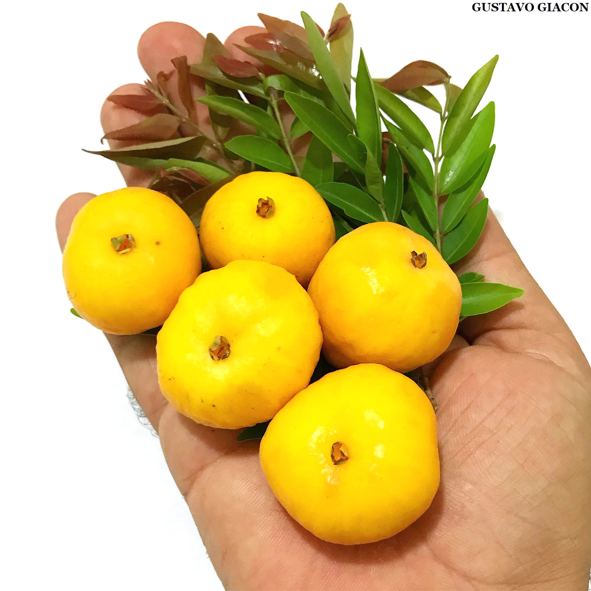 Viveiro Ciprest - Plantas Nativas e Exóticas: Uvaia ou Orvalha ...