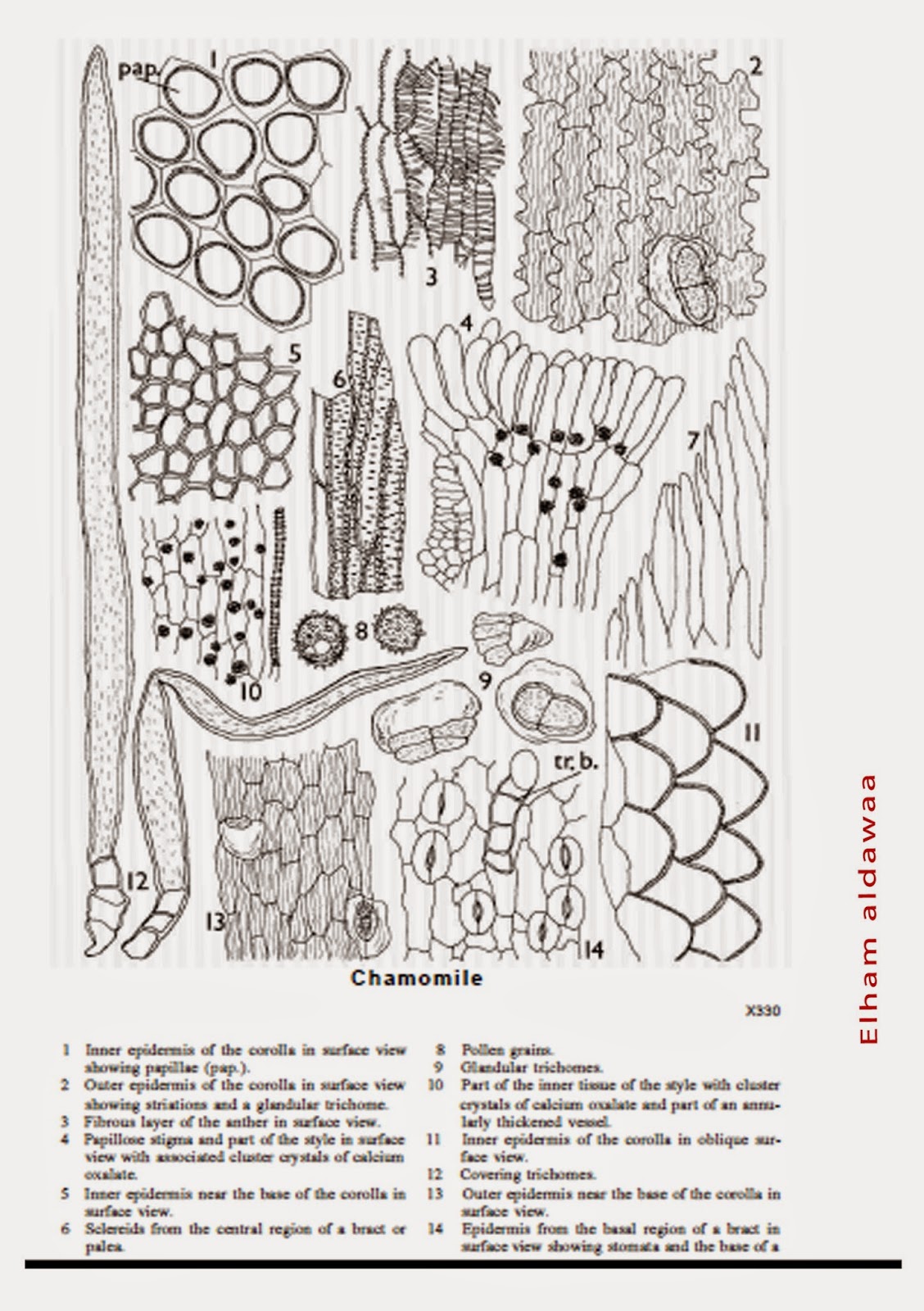 aldawaa: Medicinal Flower 1. Chamomile