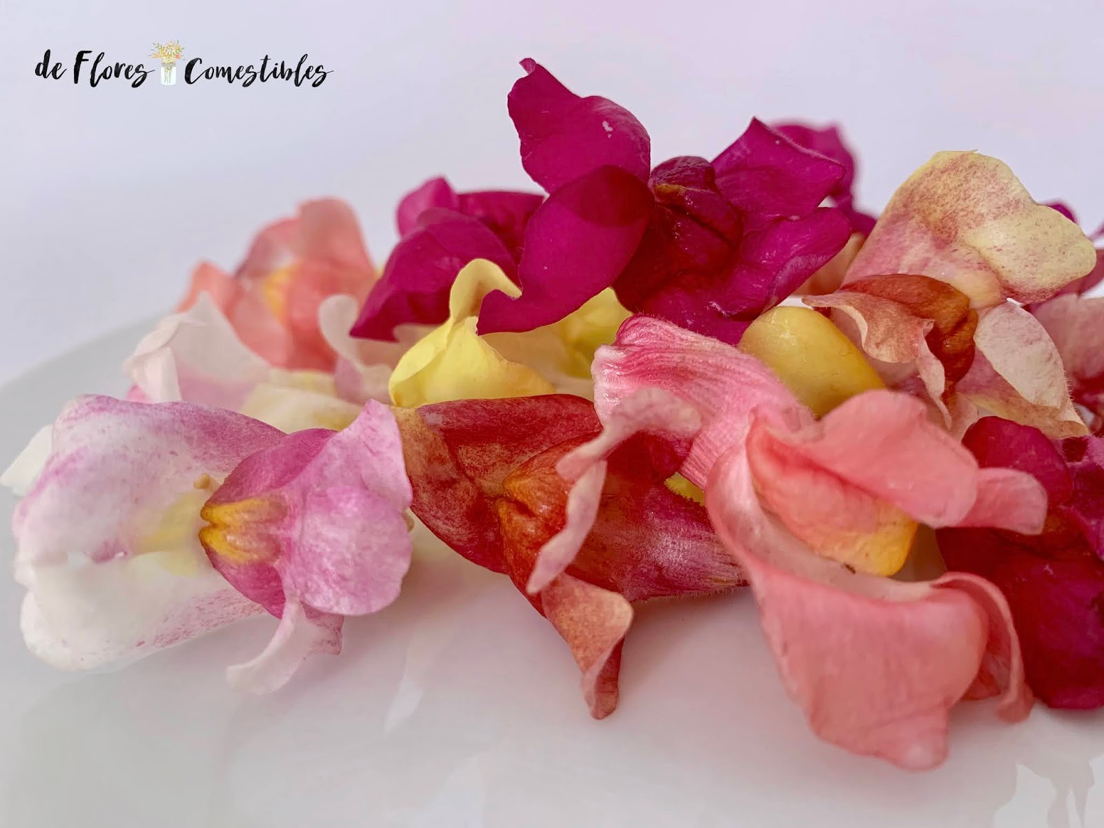 Flor boca de dragón o Antirrhinum. | De flores comestibles