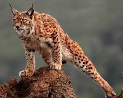 Iberian lynx Facts And Latest Images | All Wildlife Photographs