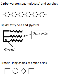 Biology GCSE Revision: 2.6 describe the structure of carbohydrates ...