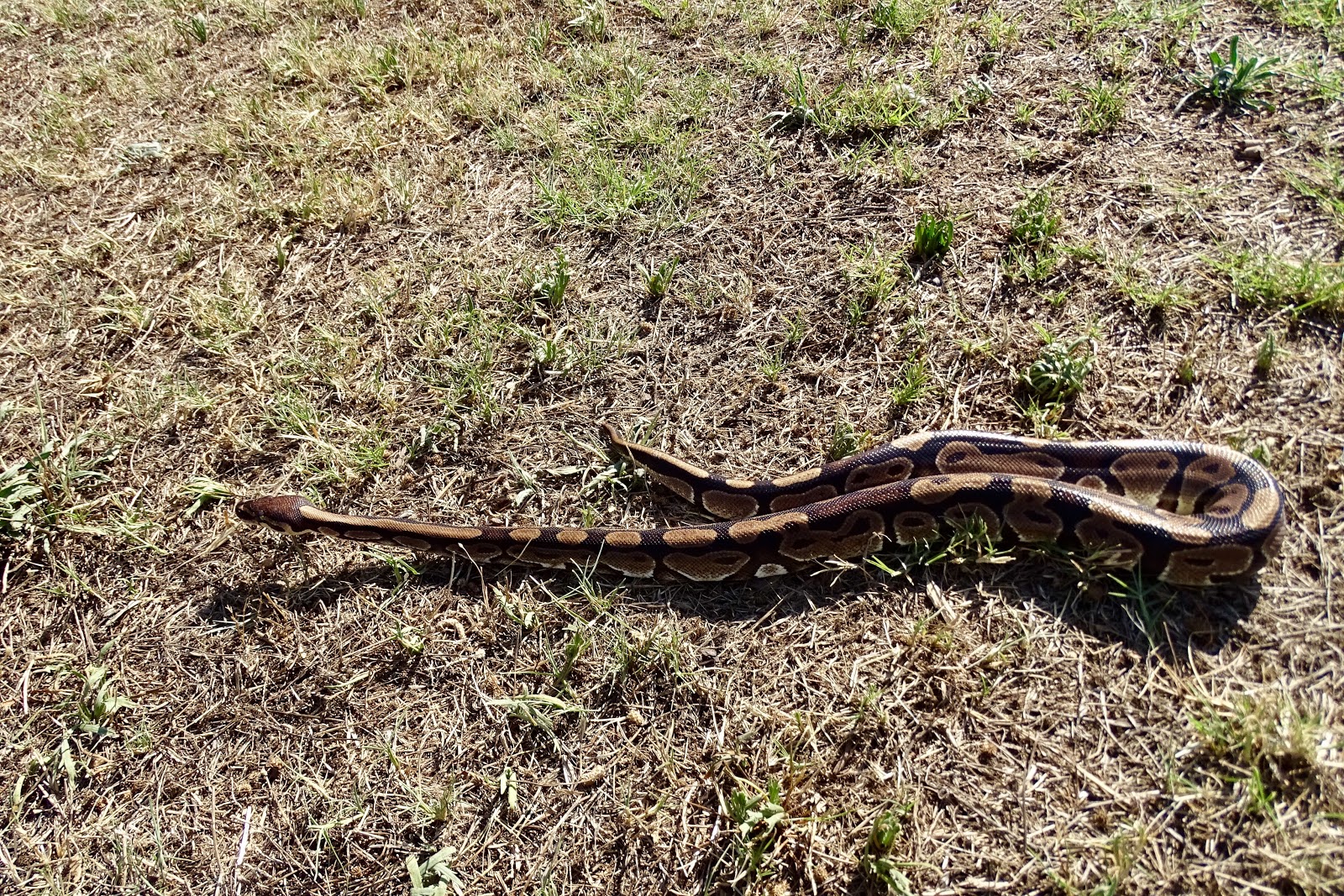 SERPIENTES DE TODO EL MUNDO: BOAS Y PITONES