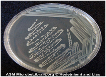 MICROBIOOLOGIA Y PARACITOLOGIA : Enterobacter aerogenes