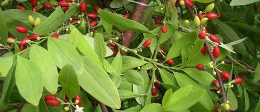 ¿Cómo cultivar hoja de coca?