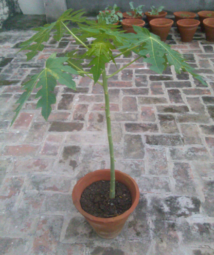 Papaya plant with Pot | Krantikari