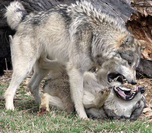 life in the dog house: Don't Get Your Hackles Up