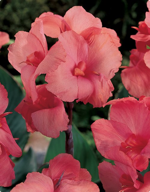 КАННА (лат. Canna)