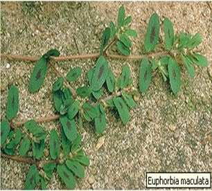 Suara Hati: GAMBAR TANAMAN INANG PREDATOR ULAT PEMAKAN DAUN KELAPA ...