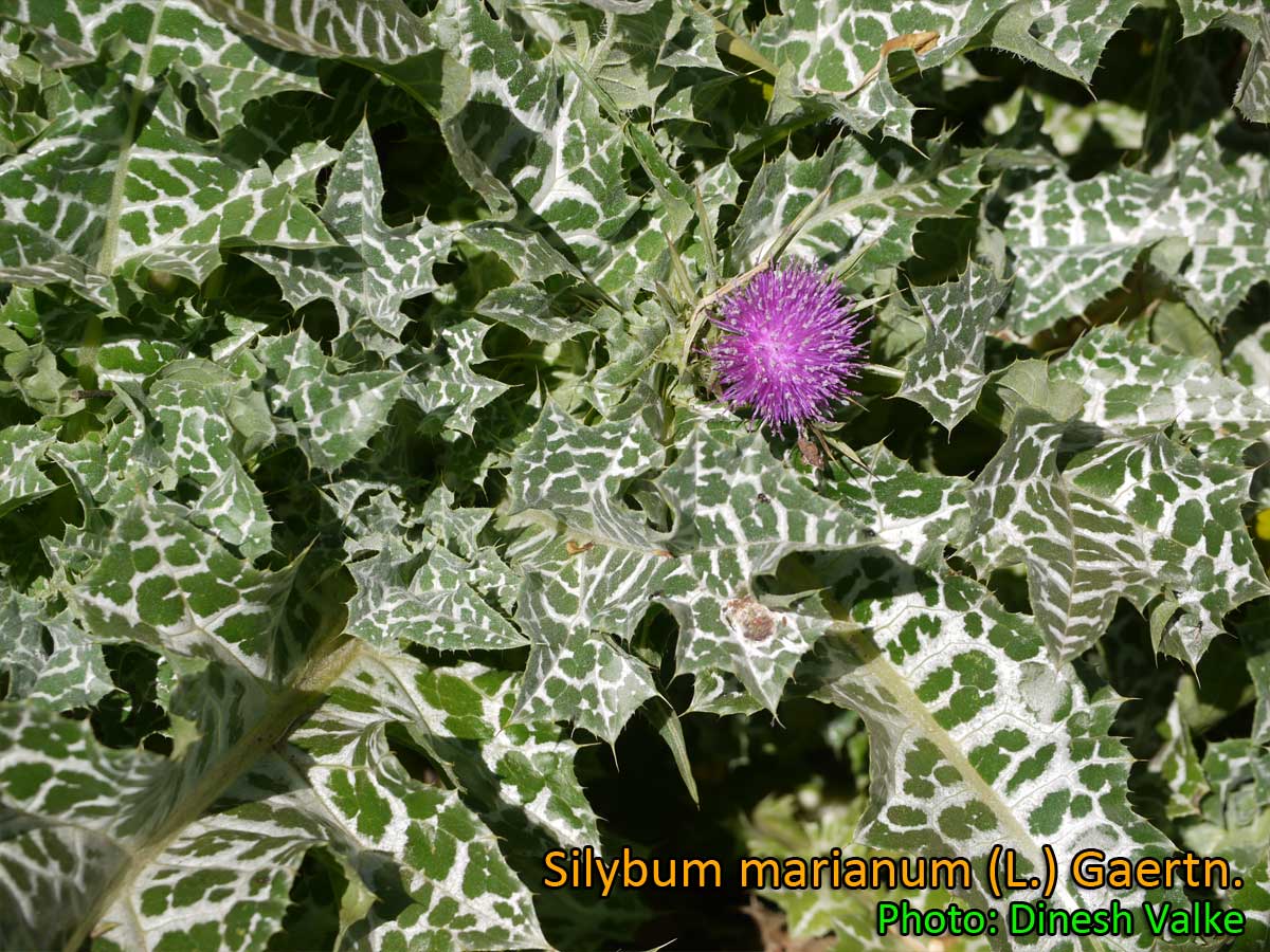 Medicinal Plants: Silybum marianum, Milk thistle, Chardon-Marie ...