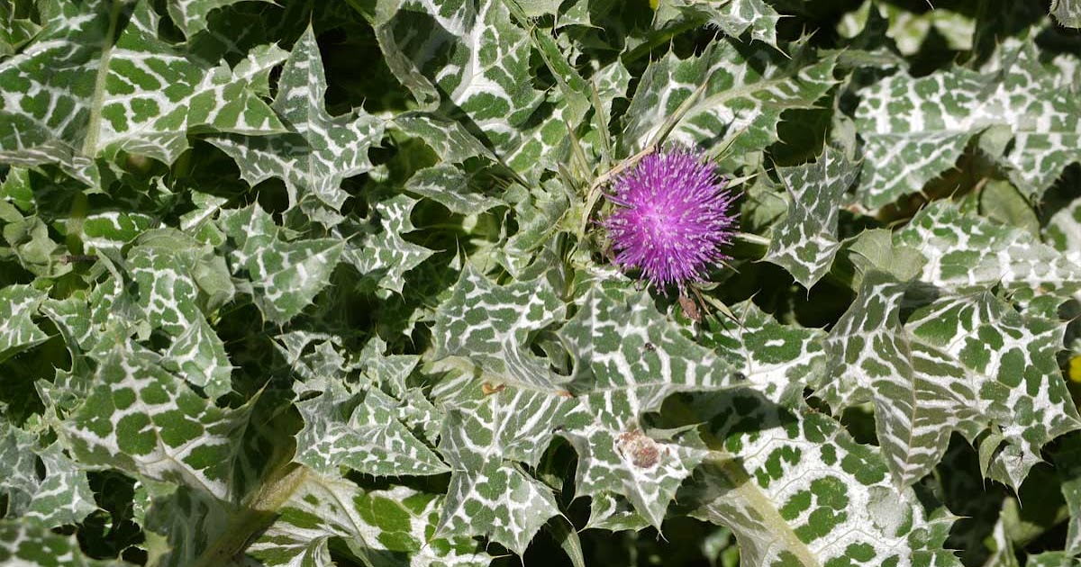 Medicinal Plants: Silybum marianum, Milk thistle, Chardon-Marie ...