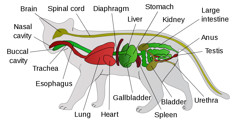 Cats and my Girl ...: The Anatomy of a Cat.