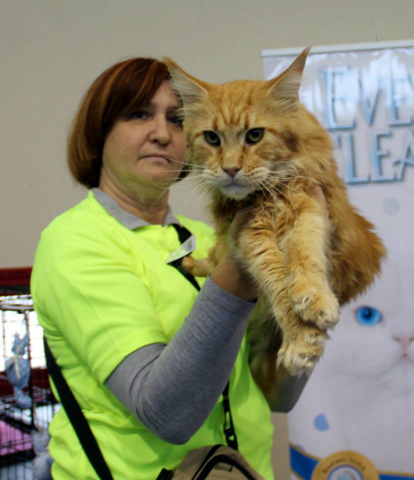 Sabra-Cat - Israeli FIFe Cat Association: Gallery : 11 - 01 - 2014 ...