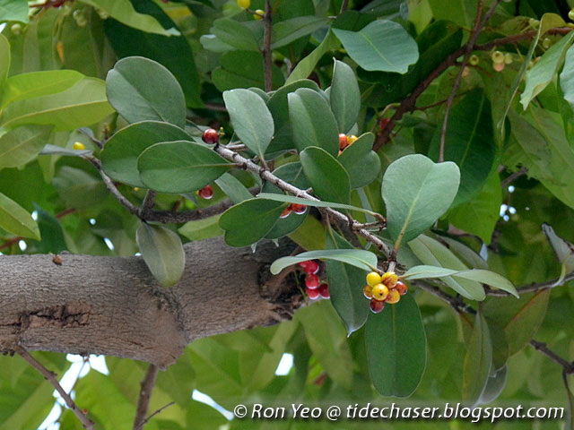 tHE tiDE cHAsER: Mistletoes of Singapore