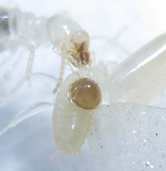 Photos and Info on Ants and Termites of Malaysia: Commensalism ...