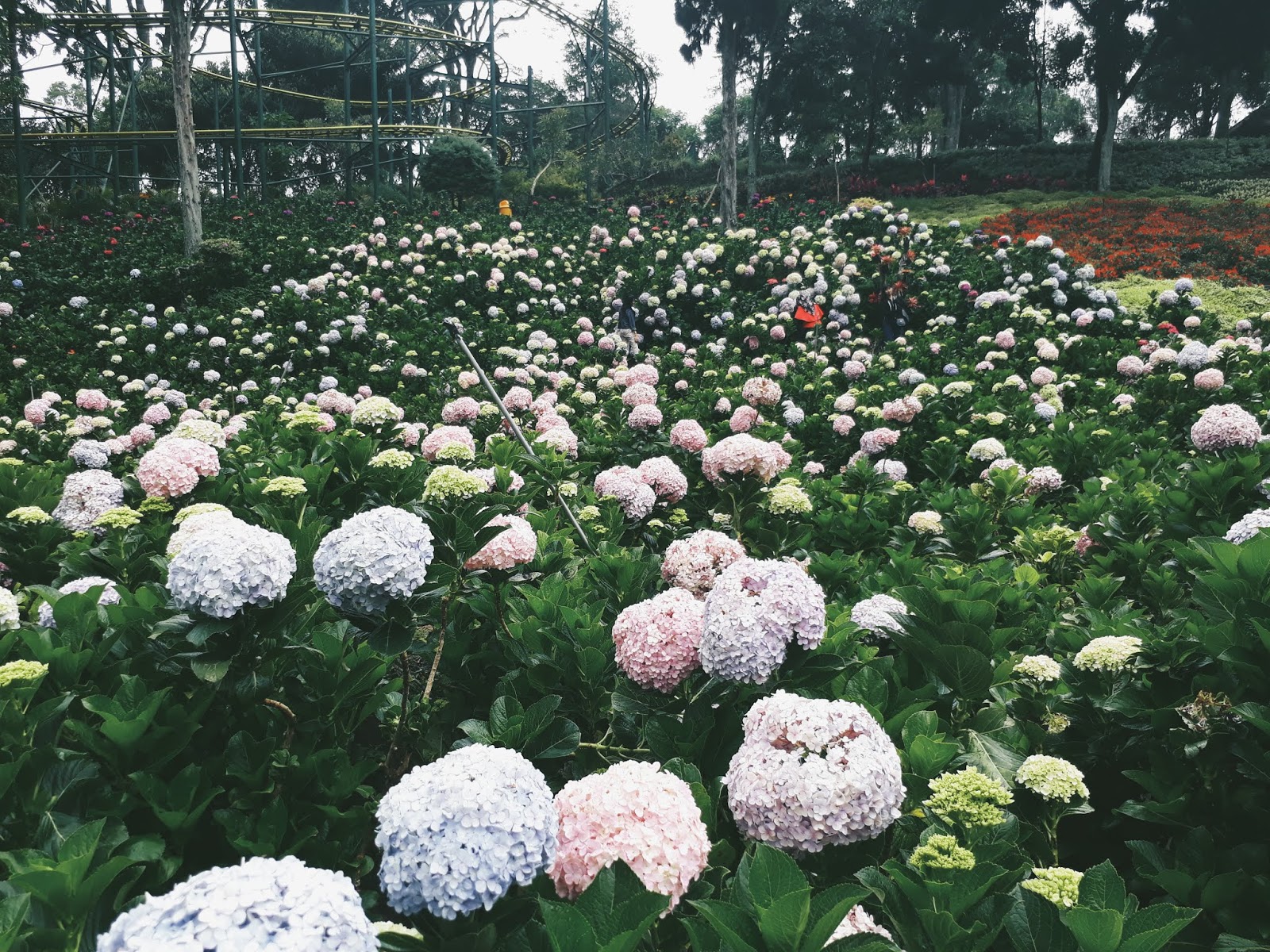 Seribu Jenis Bunga Ada di Selecta Malang | NOTARCHI