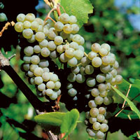 Fringe Wine: Vespaiola - Breganze, Veneto, Italy