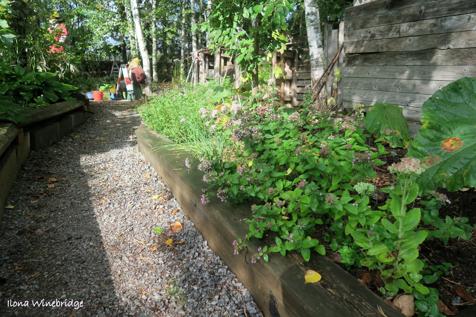 Värjärin pata: Marjapensaat väistyivät Aumapenkistä