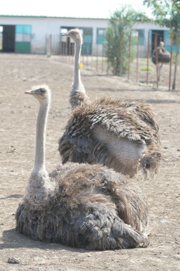 Sanatatea nu a avut niciodata un gust asa de bun - Carnea de ștruț « In ...