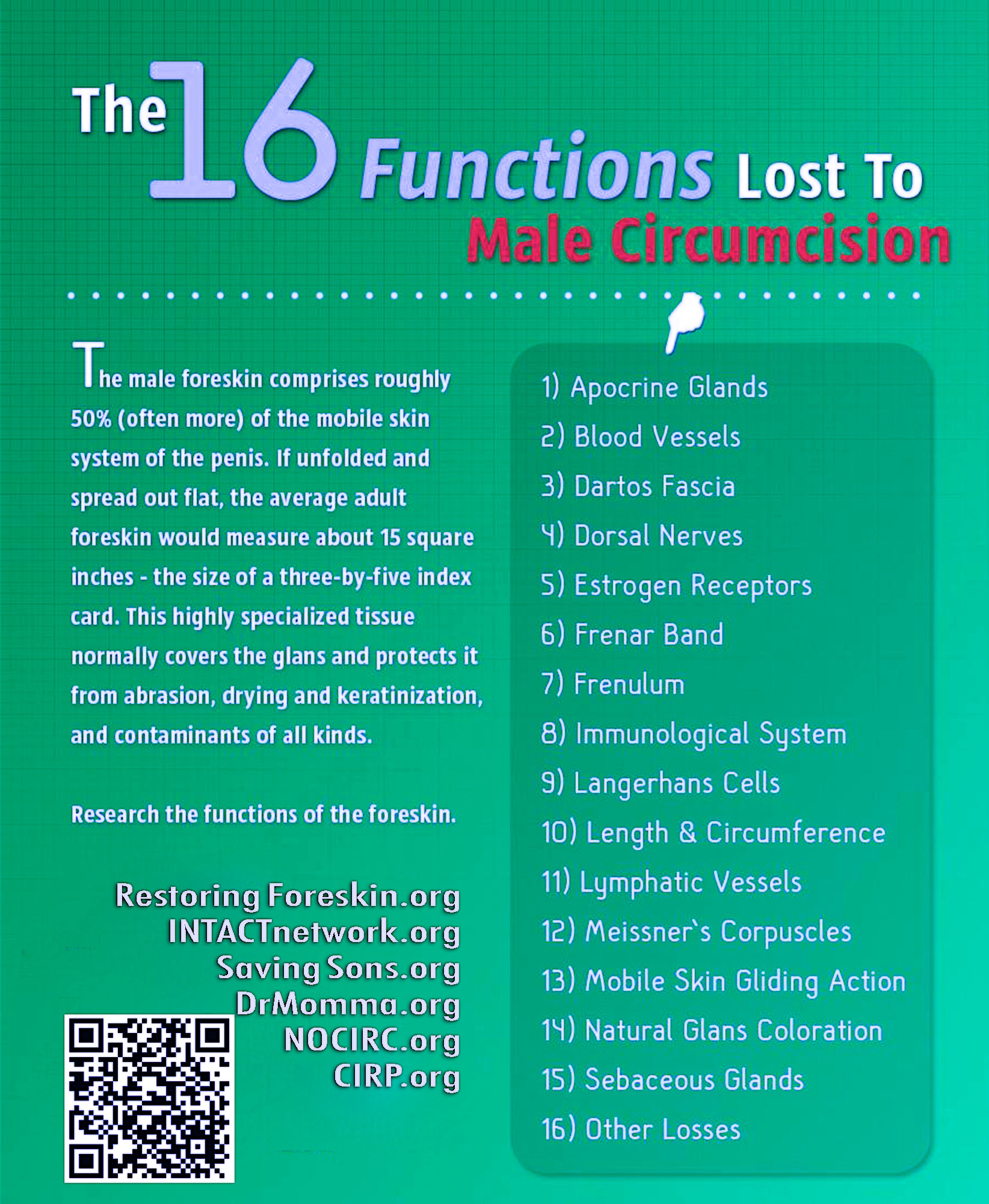 peaceful parenting: Foreskin and its 16+ Functions