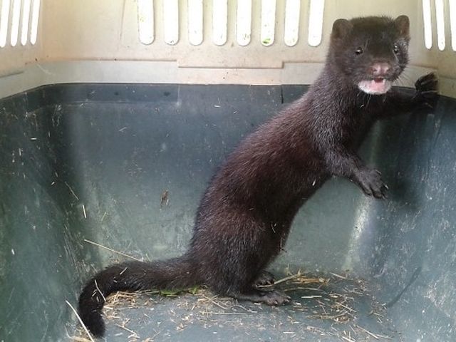 SAG busca controlar el visón en 5 provincias del sur de Chile - PL Prensa