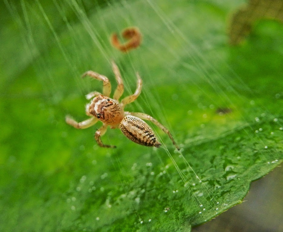 News from Coquette Point