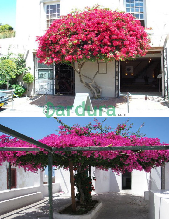 Cobain Ide Kreatif ini !!, Membuat Taman Bunga Bougenville yang unik ...