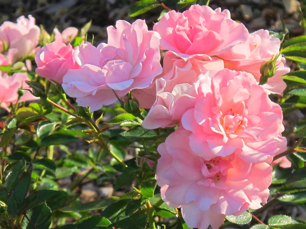 ENGLISH ROSE GARDEN - Emma Louise Layla