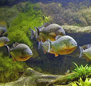 Piranhas ~ Aquatic Animals