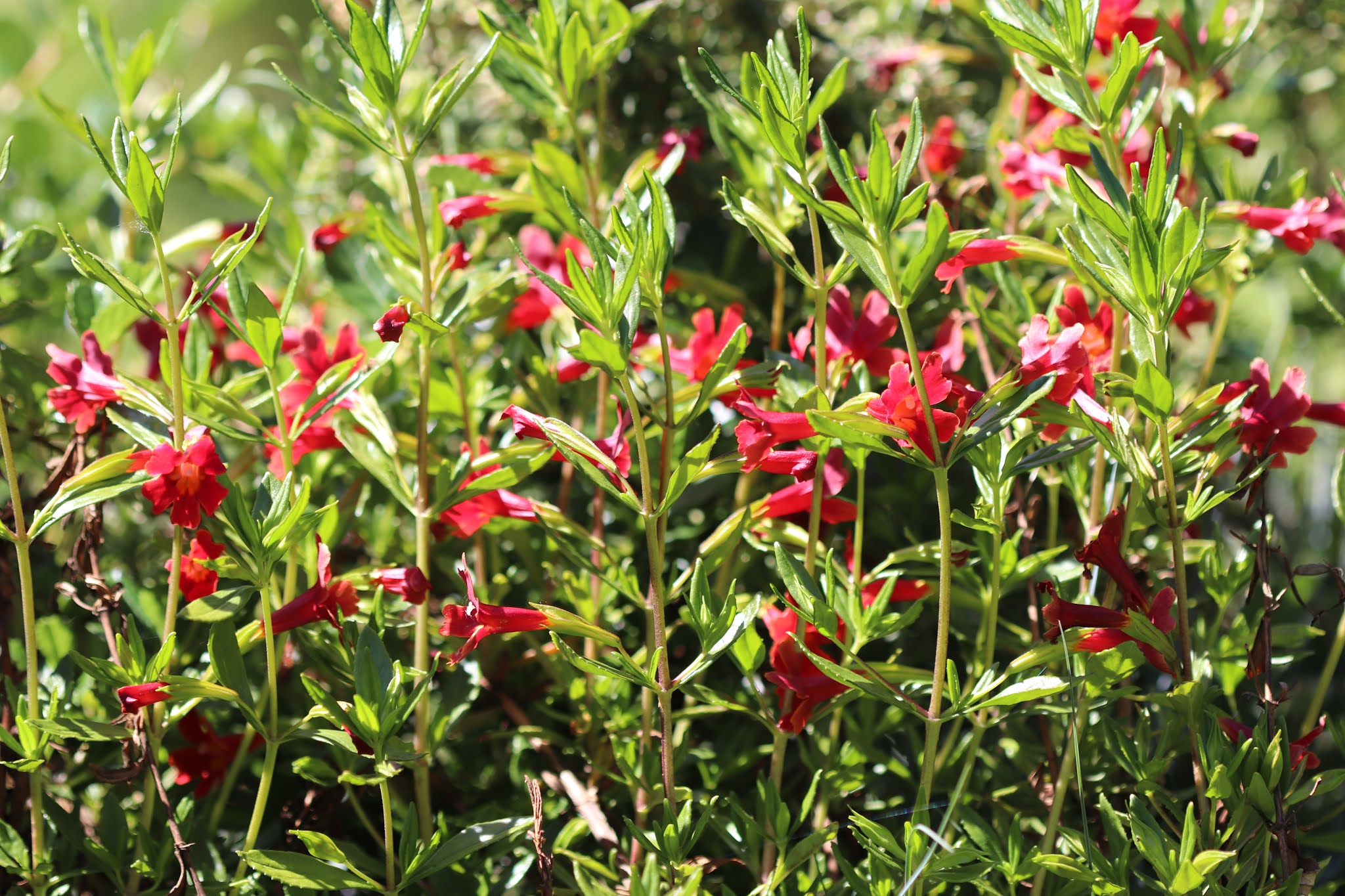 A Few Native Plants at Chickadee Gardens