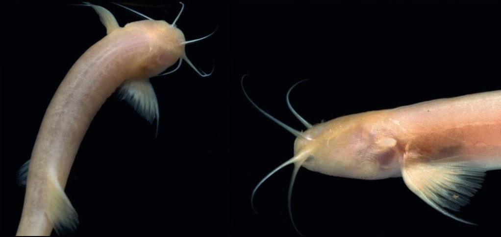 Species New to Science: [Ichthyology • 2018] Trichomycterus rosablanca ...