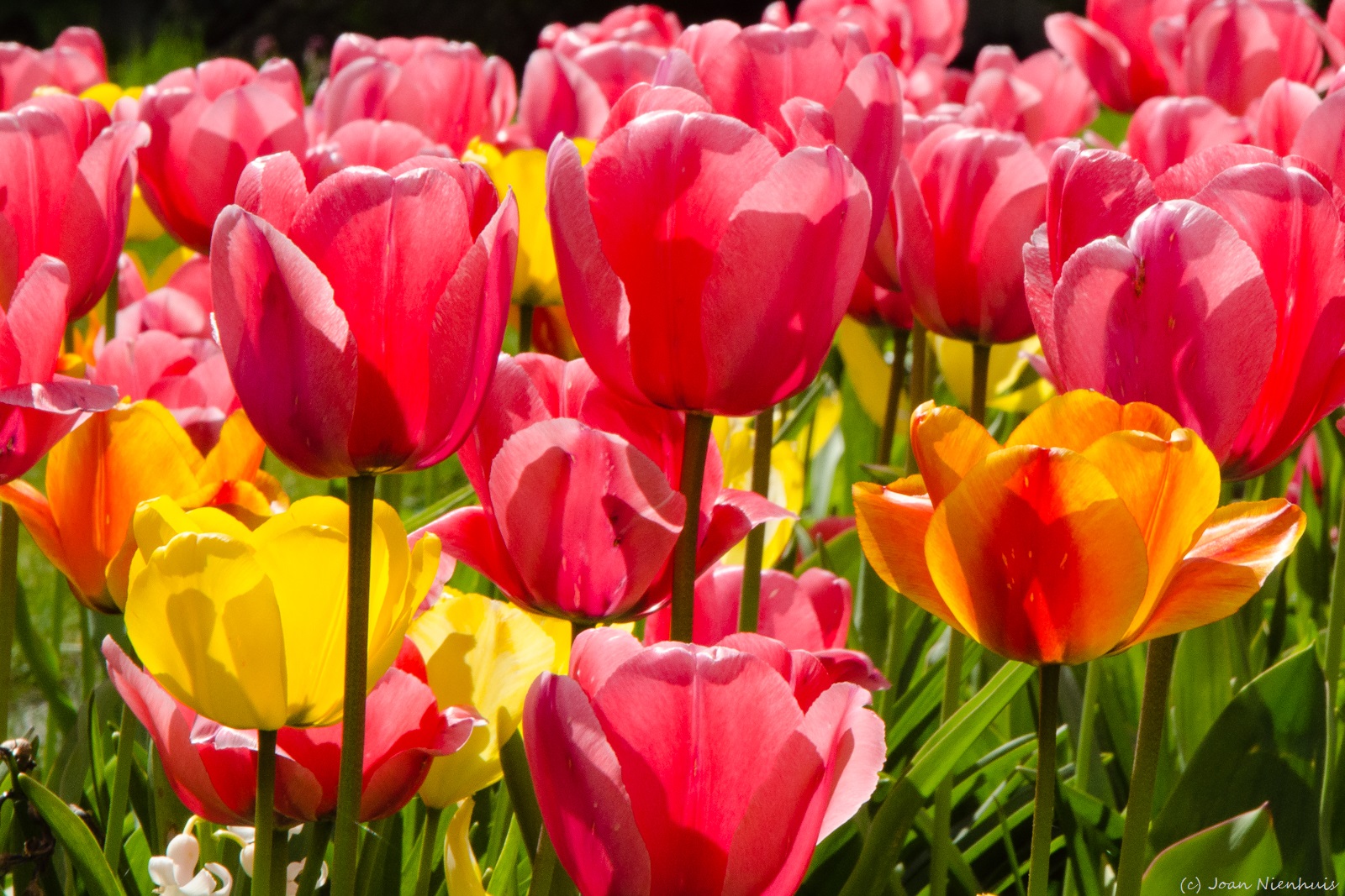 Pacific Northwest Photography: Tulips in Sunshine