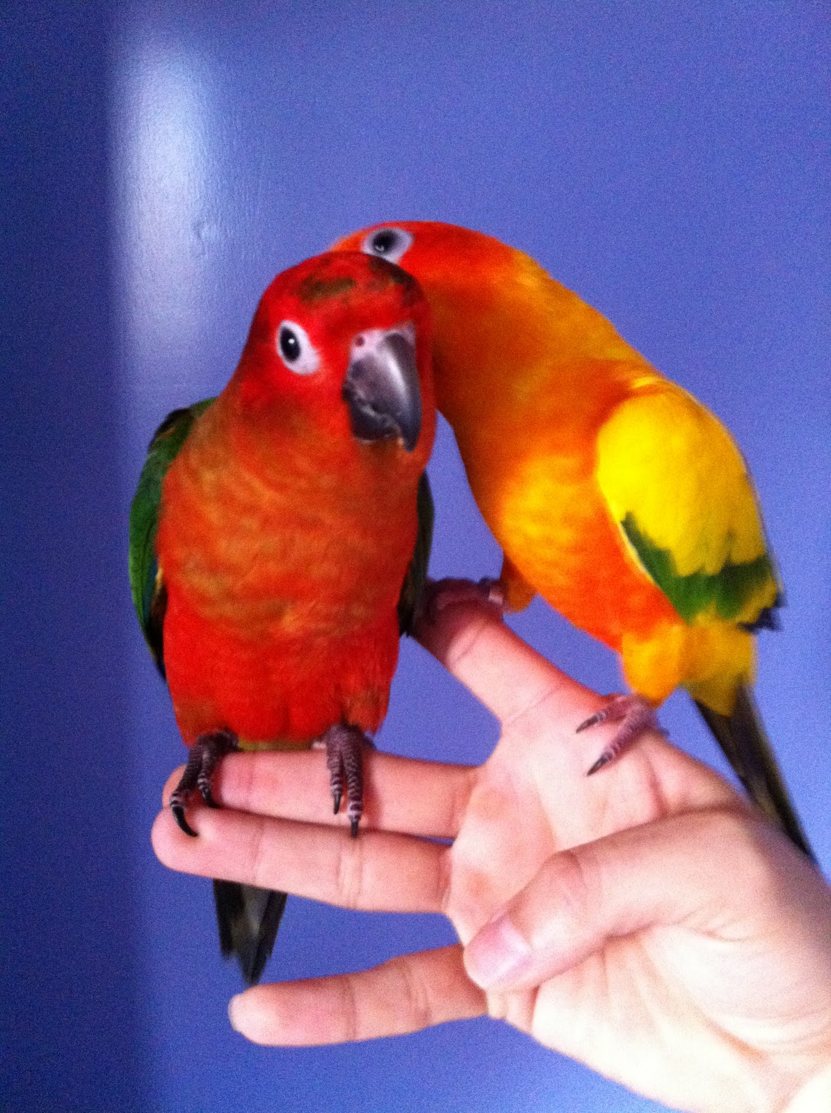 Red factor sun conure