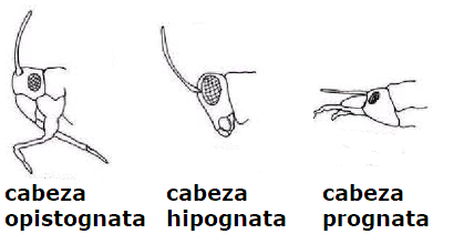 BioGeodiversidadVillegas: Clase Insectos