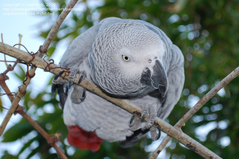 White Wolf : Tool use by an African Grey Parrot (Video)