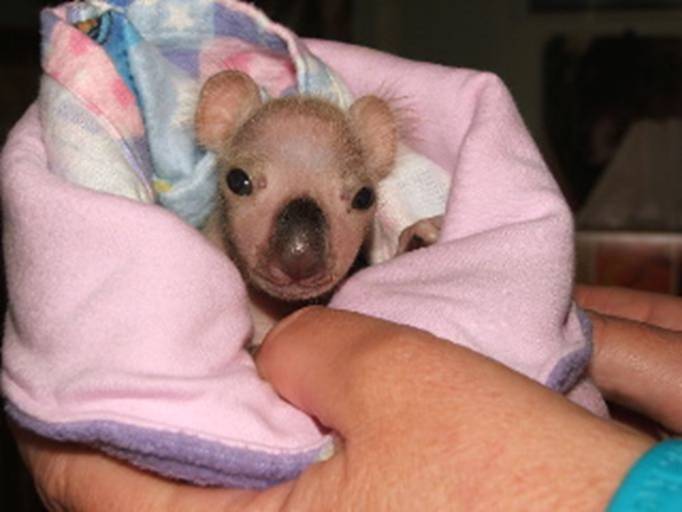 Maxie's Blog: Baby Koala Bear Twins Road to Survival