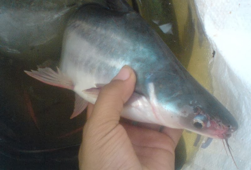 KAKI PANCING: Patin fish bait and fishing rods Technique