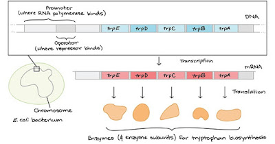 TRP Full form in Medical | What is TRP in Biology ? ~ TechforYouth ...