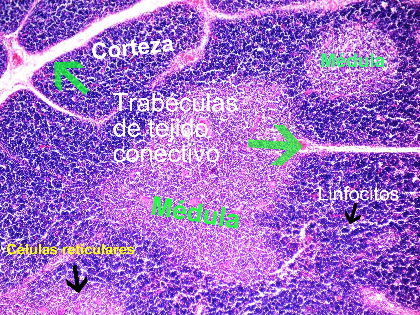Fisiologia del Tejido Linfatico