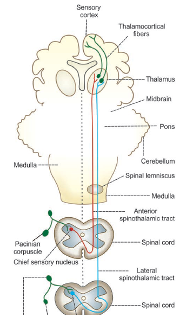 Lateral spinothalamic track