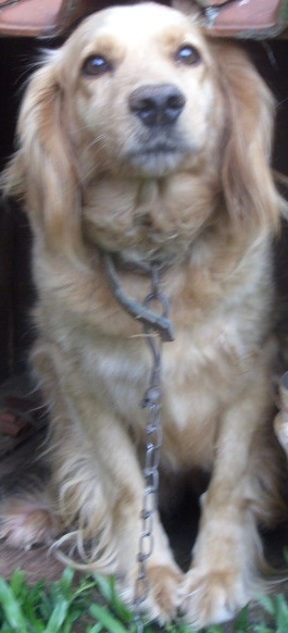 Adote, Não Compre!: ADOTADA EM 25/10/2015!!! LINDA COCKER