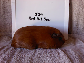 All Things Guinea Pig: Cavy Colours