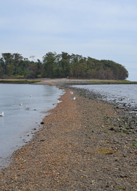 Woods Walks and Wildlife: Charles Island Adventure