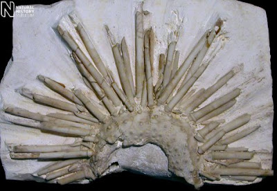 Variety of Life: Phymosomatoida