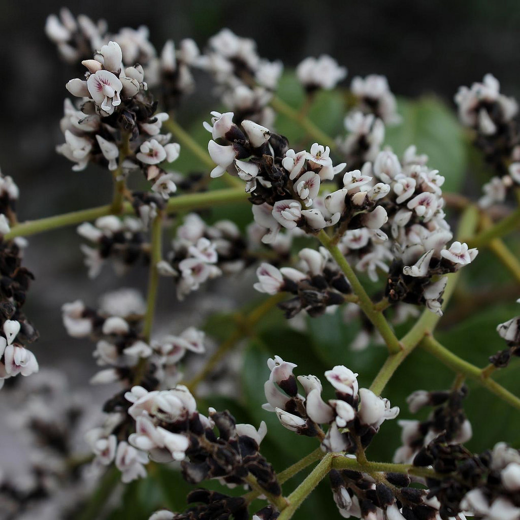 Fabaceae - Leguminosae no Brasil: As espécies de Machaerium Pers ...