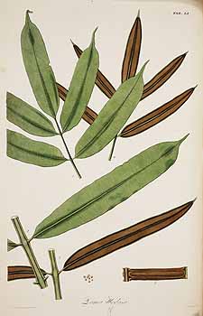 FAMILIA DE HELECHOS EN PUERTO RICO: MARATTIACEAE DANAEA