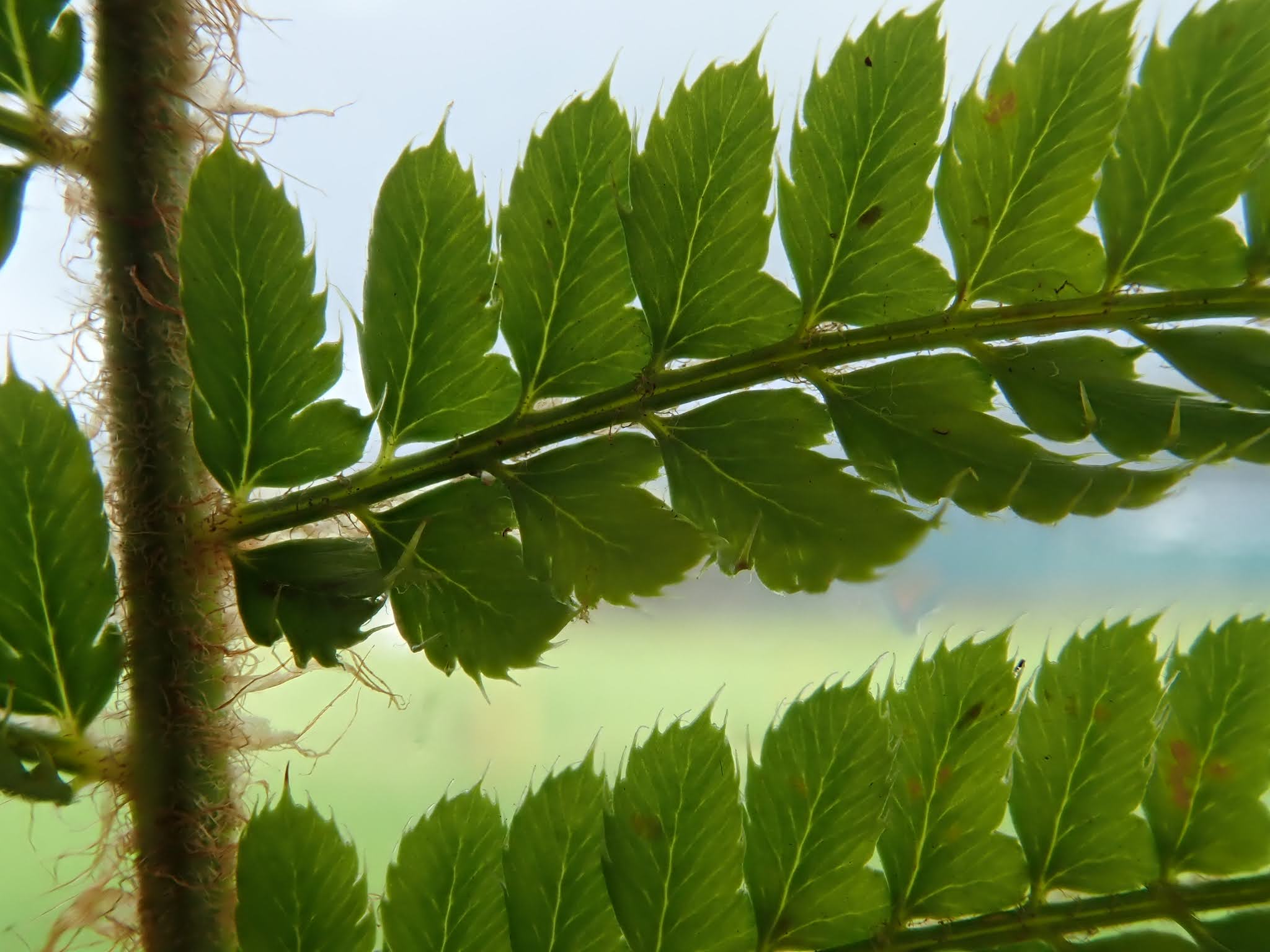 Violets and others: A start into Ferns. Bipinnate or Tripinnate.