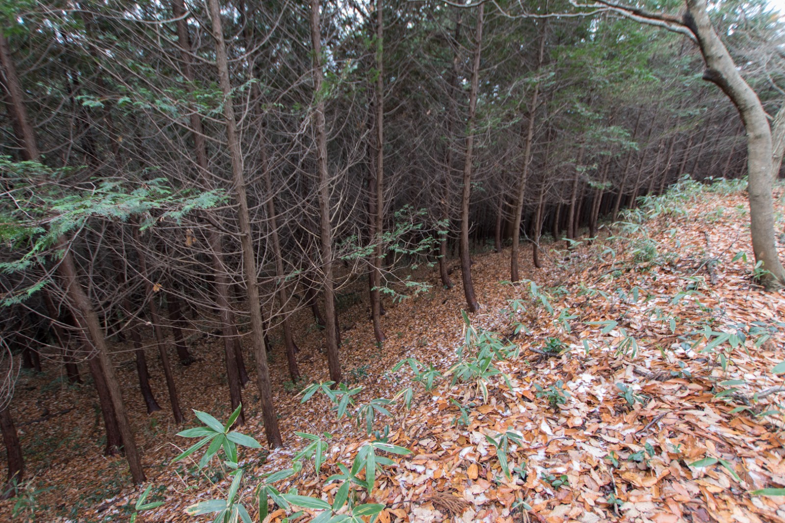Obasawa Castle -Numerous dry moat defense line toward strong relative ...